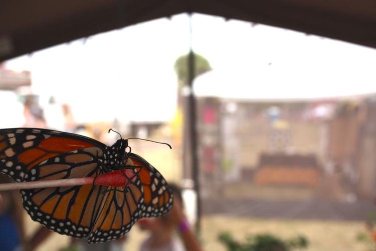 Lodi Agricultural Festival 2023 | Local | hngnews.com