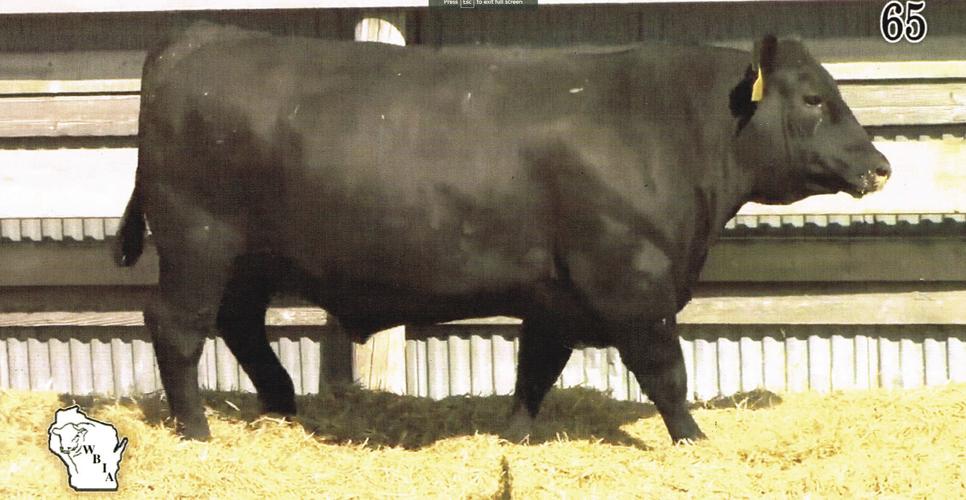 Chadwick Angus owns top animals to be sold by UW-Platteville students ...