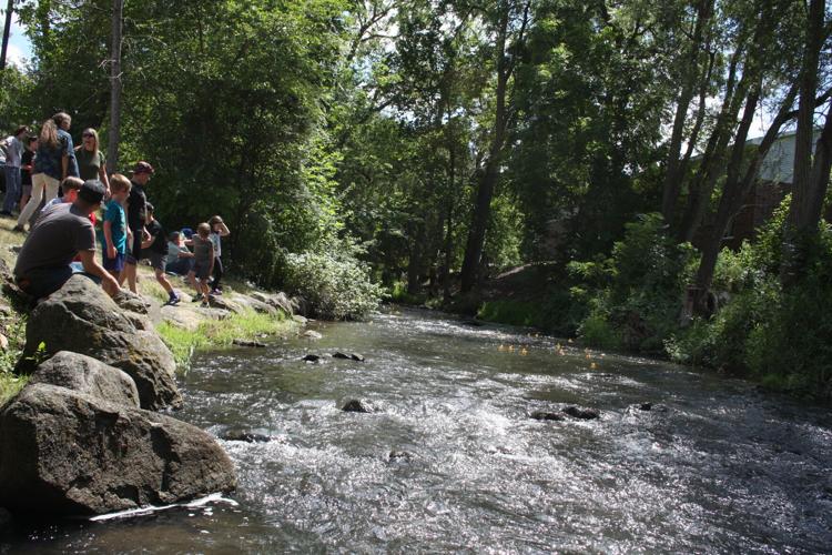 Susie the Duck Day 2024 Duck Derby | Local | hngnews.com