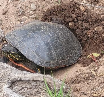 An Outdoorsman's Journal: The "Turtle" Flambeau Flowage | Sports ...