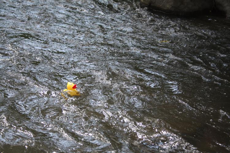 Susie the Duck Day 2024 Duck Derby | Local | hngnews.com