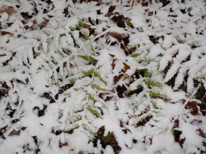 Natural Connections: Subnivean experiments | Regional | hngnews.com
