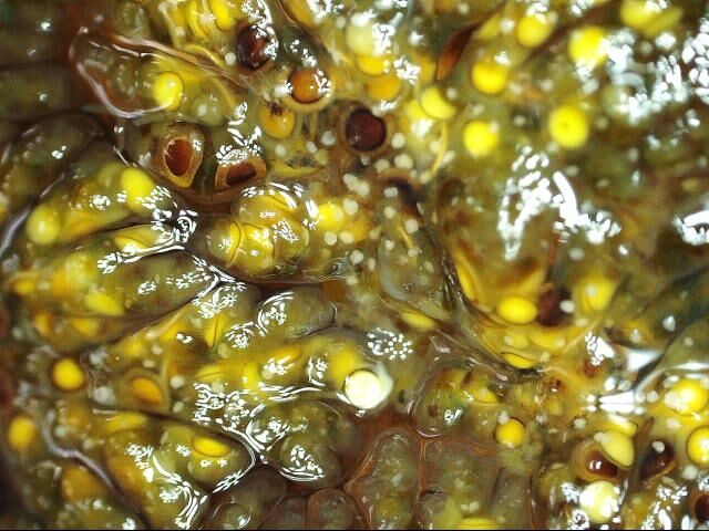 Natural Connections: Bryozoans | Regional | hngnews.com