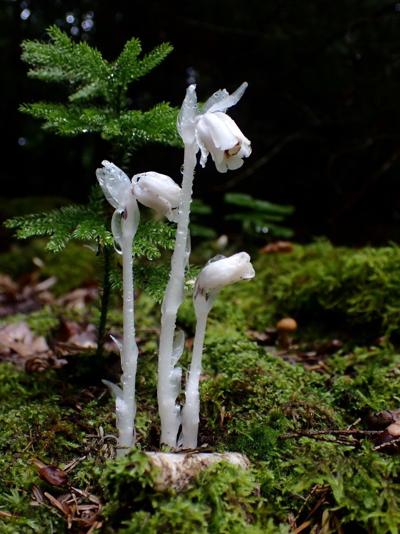 The purpose of Ghost Pipe | Arts & Entertainment | hngnews.com