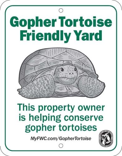 gopher tortoise laws
