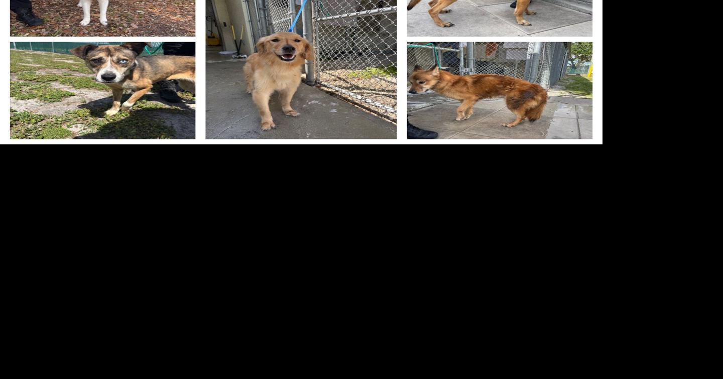 Port St. Lucie couple charged with eight counts of animal cruelty | St ...