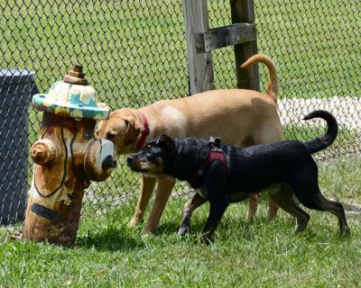 K-9 Cafe applicant throws in the towel in Stuart | News ...
