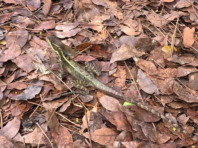 Florida wants to stop spread of non-native lizards | News ...