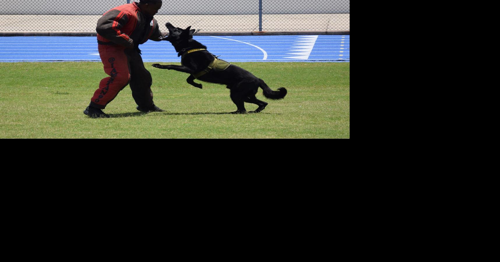 Nick’s final victory highlights growing Treasure Coast Police K-9 ...