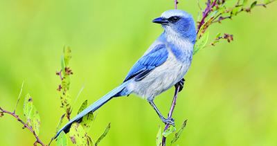 Lyonia Preserve land is cleared to promote scrub habitat growth | News ...