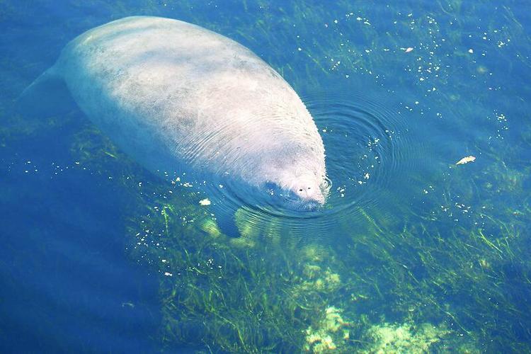 Go slow and look out below: manatees are on the move | Local News ...