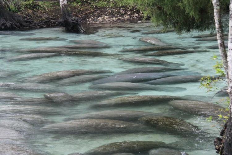 Go slow and look out below: manatees are on the move | Local News ...