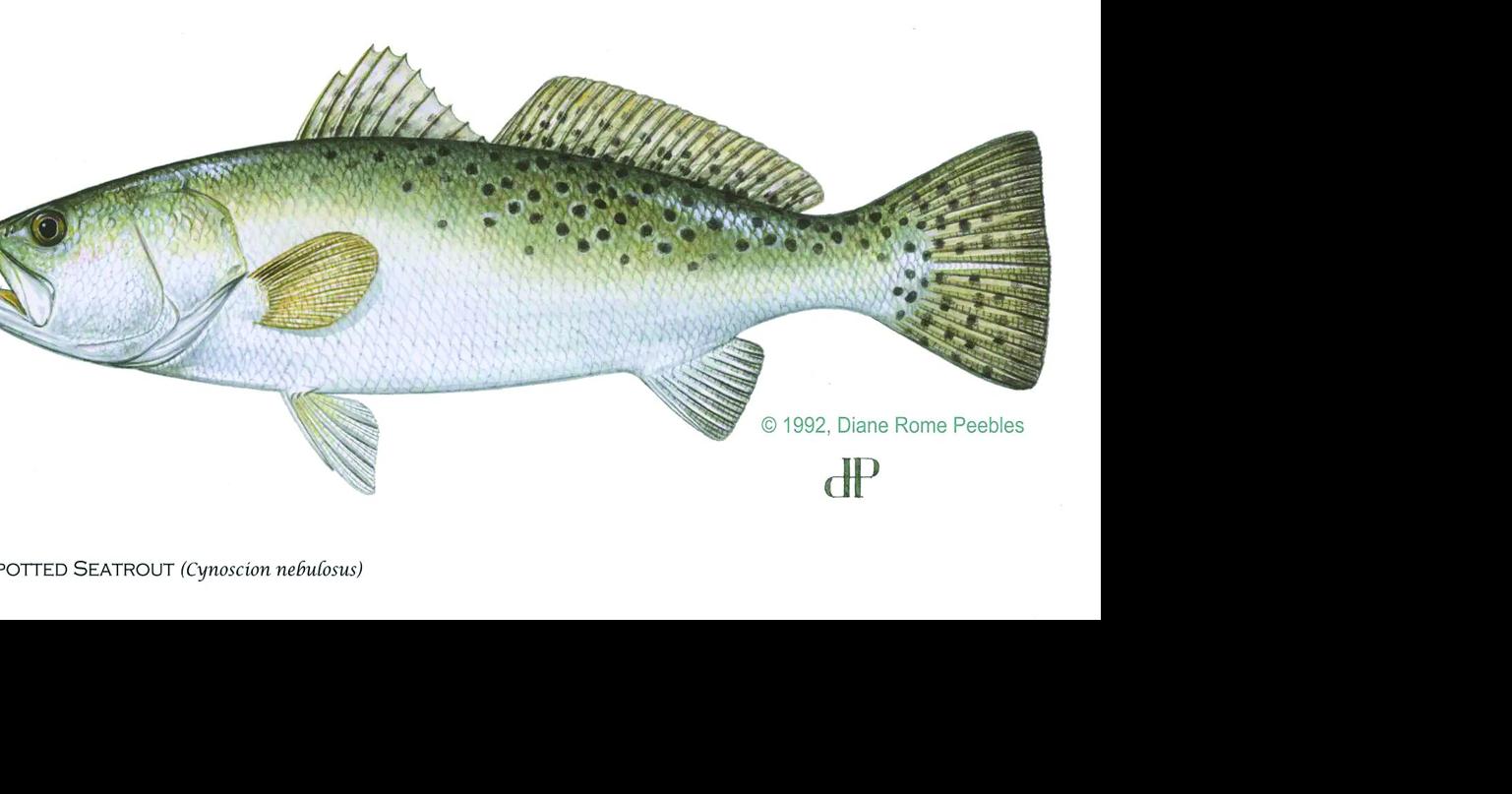 FWC approves new regions, regulations for spotted seatrout | Local News ...