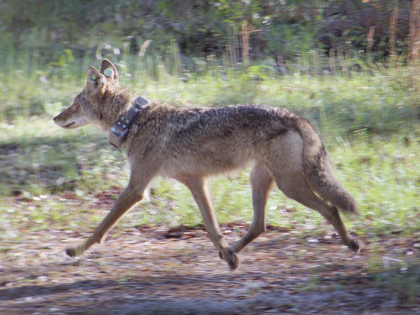 florida coyote