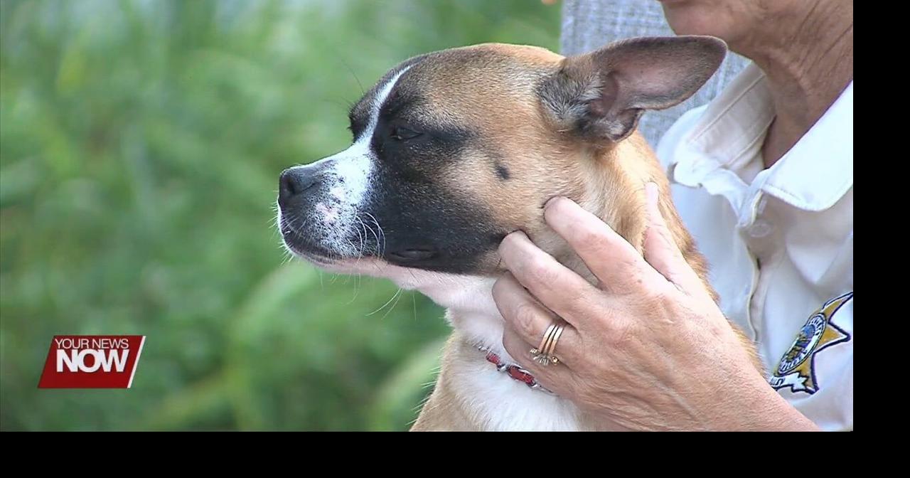 Adoptable Pet of the Week with the Allen County Dog Warden ...