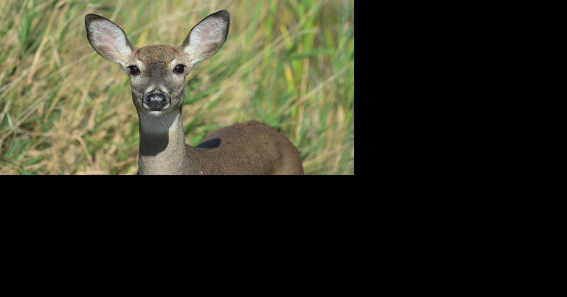 Ohio’s Archery Hunters Off to a Good Start this 2024 Deer Season | News ...