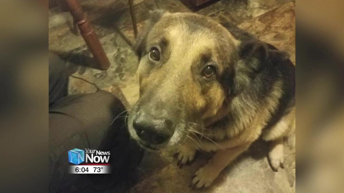 German Shepherd beaten and burned to death in Lima - The Demon's Den