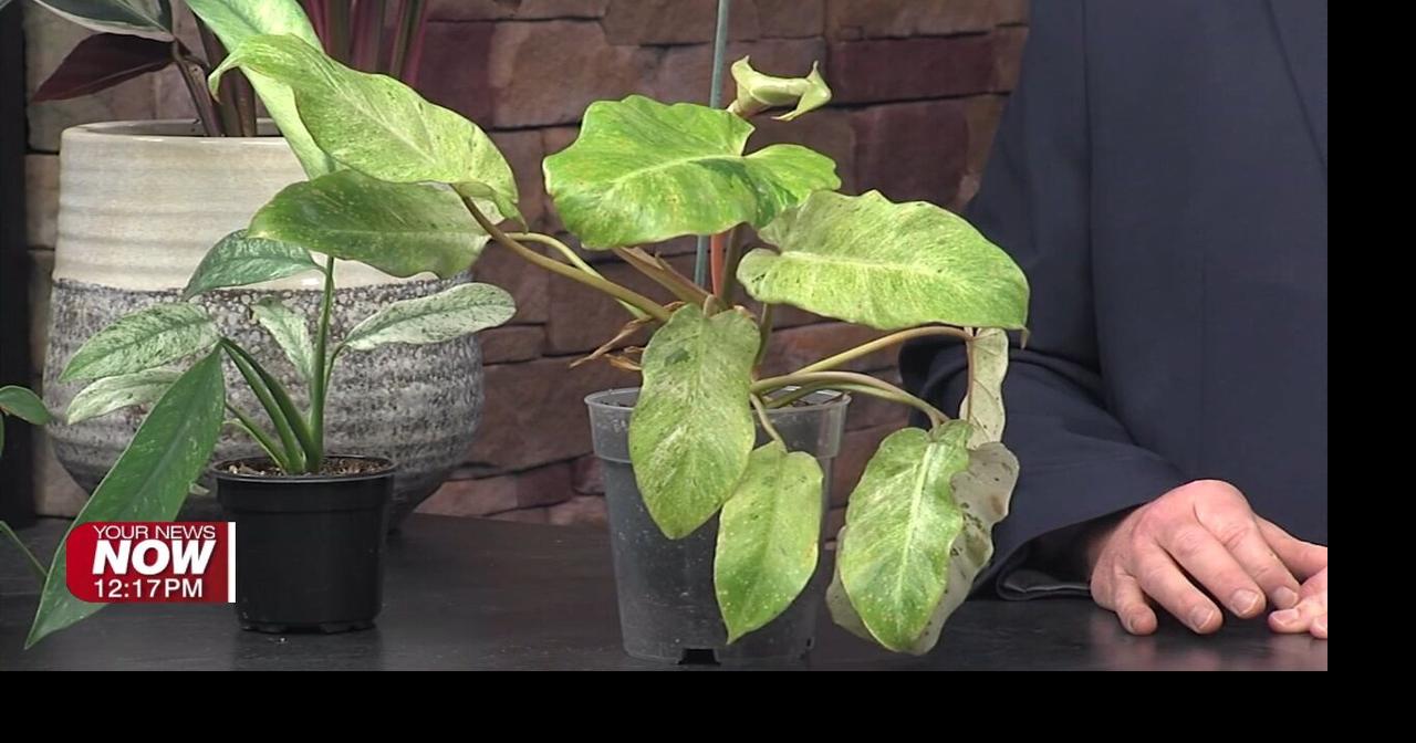 Plant Care 101: How much light do plants need? | Noon Edition ...