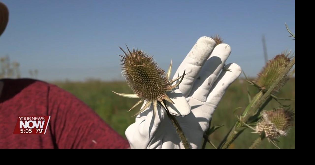 Volunteers remove invasive teasel plants from OSU Lima's nature reserve ...