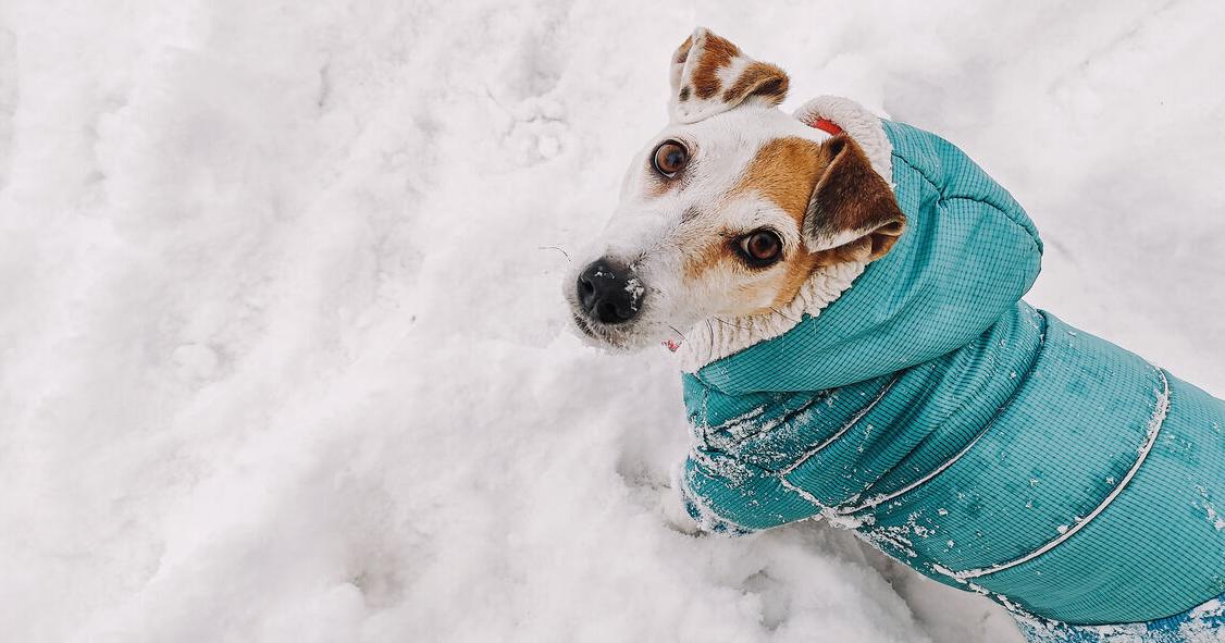 Protecting your pets from dangerously cold conditions | News ...