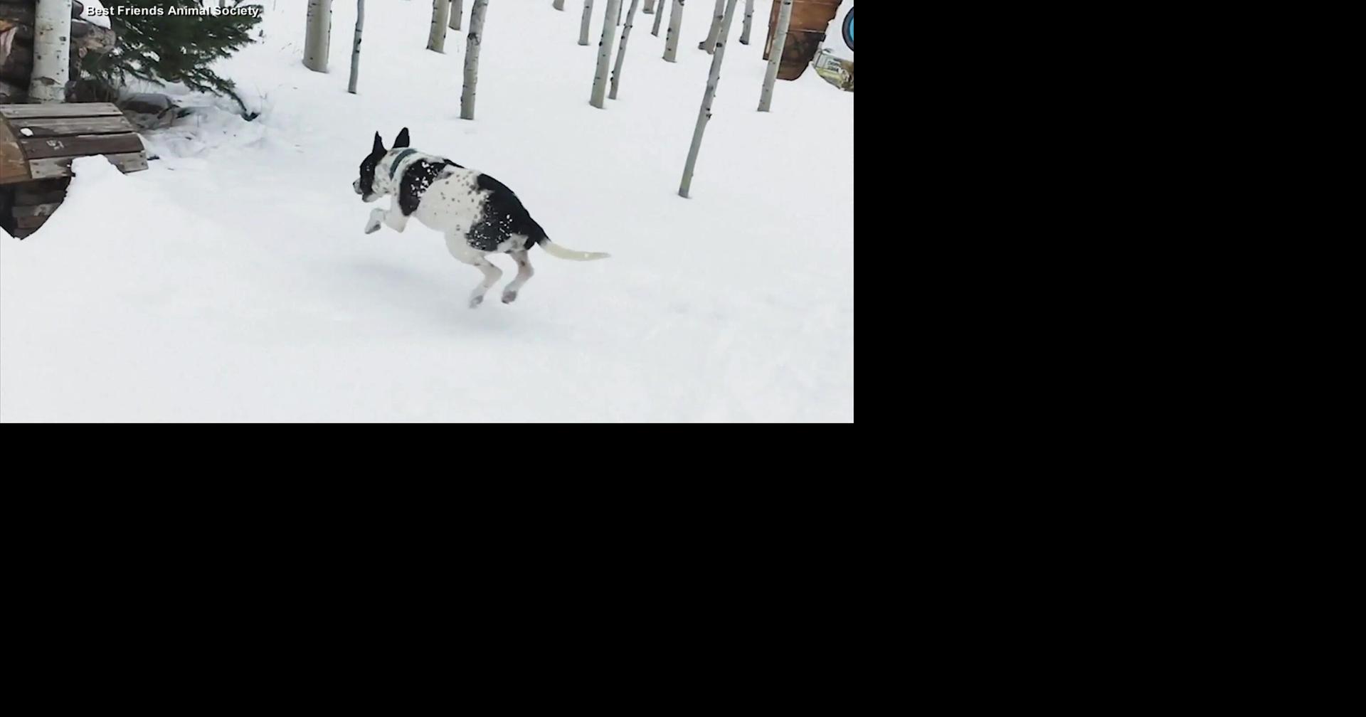 Winter pet care advice: How to protect your dog from frostbite and ...
