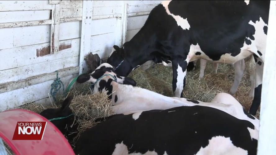 Van Wert Fair wraps up for another year | News | hometownstations.com