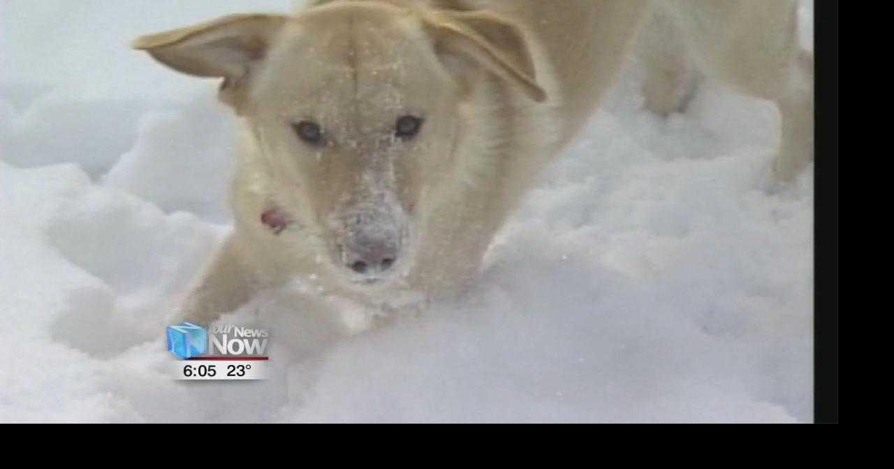 Keeping your furry friends warm during winter | News | hometownstations.com
