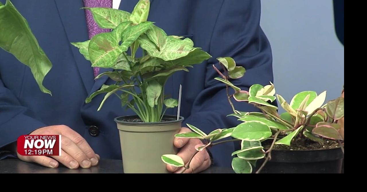 Plant Care 101: Keeping plants healthy and happy | Noon Edition ...