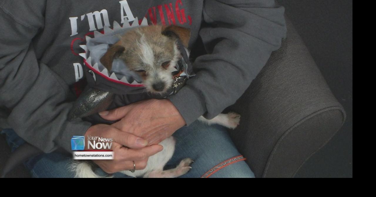 Deb's Dogs | | hometownstations.com