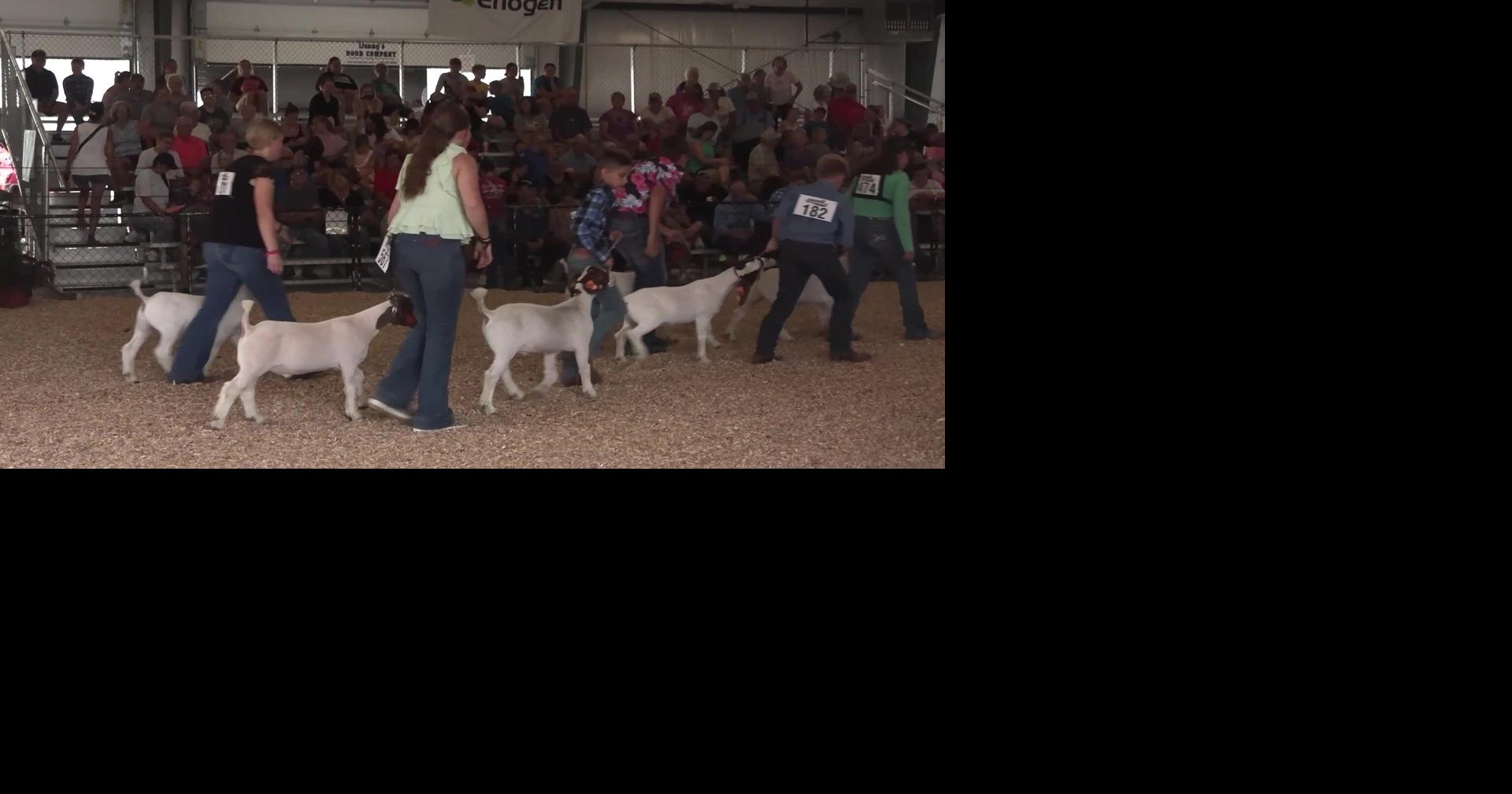 4-H members get ready for Auglaize County Fair | Auglaize County ...