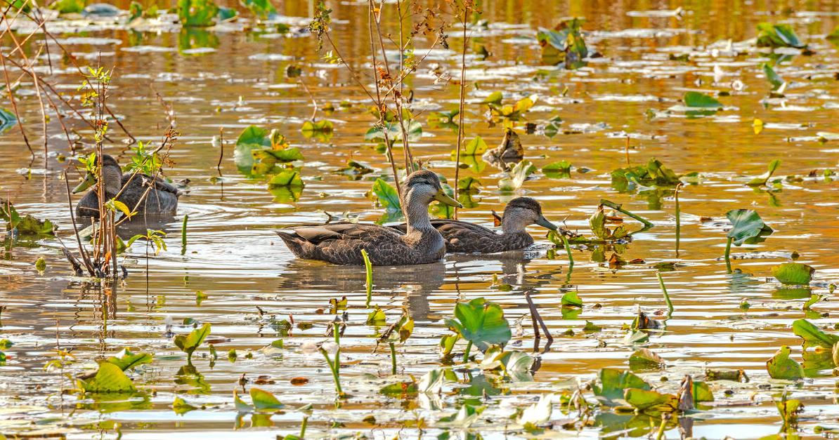 Ohio Wetlands Habitat Stamp Competition Celebrates Waterfowl ...