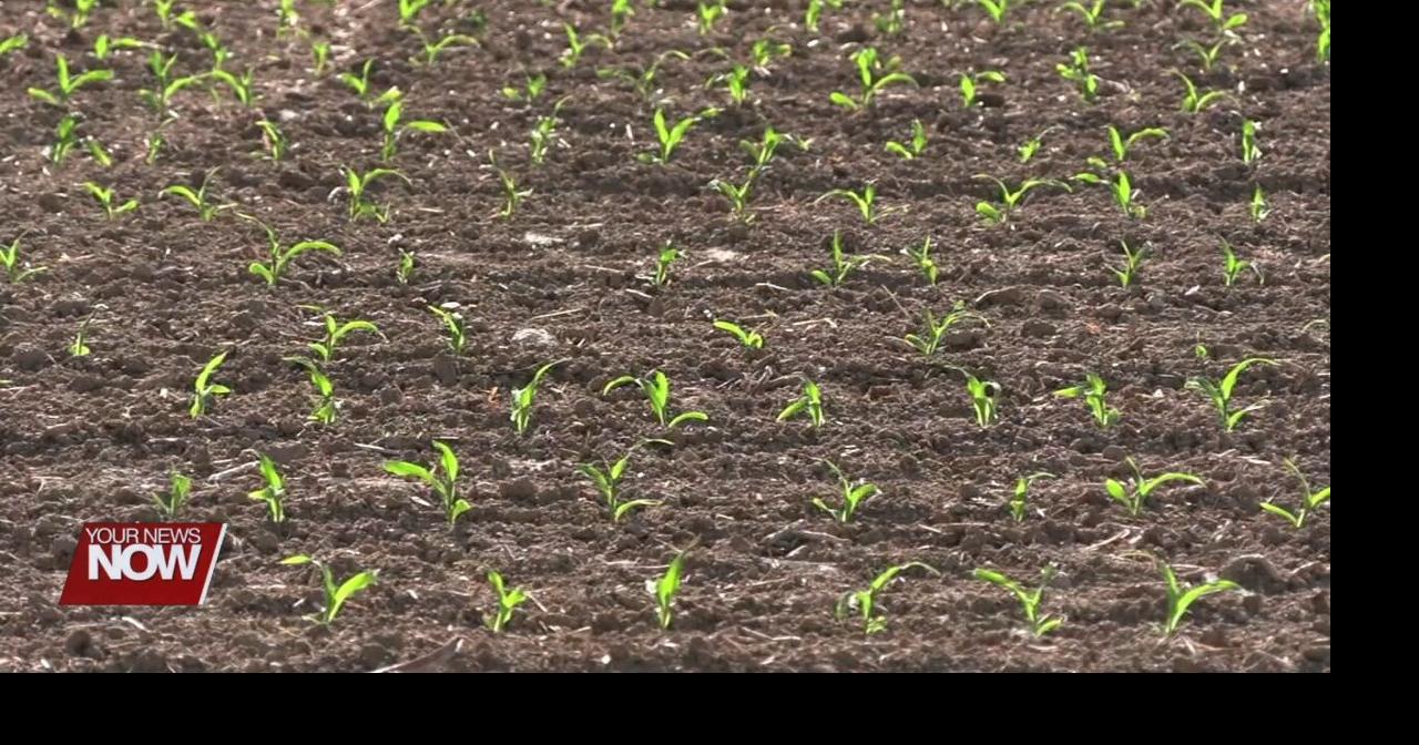 Most area crops are flourishing despite recent dry weather says OSU ...