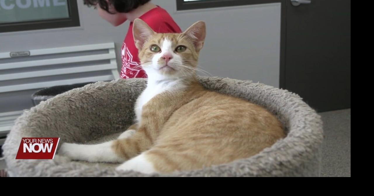 Fundraiser for Van Wert Humane Society and Ronald McDonald House ...