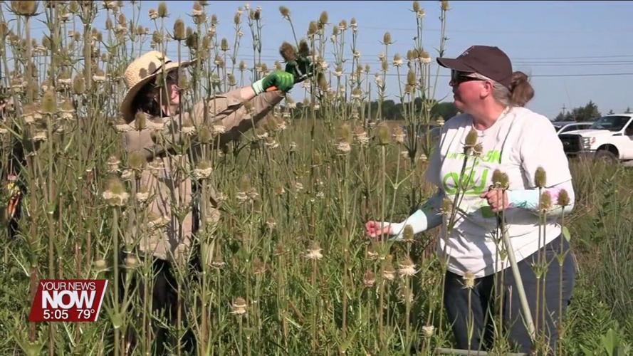 Volunteers remove invasive teasel plants from OSU Lima's nature reserve ...