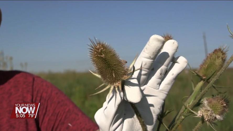 Volunteers remove invasive teasel plants from OSU Lima's nature reserve ...