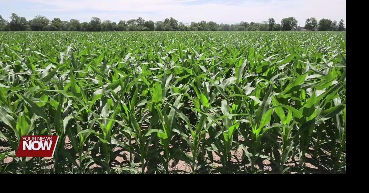 Area soybean and corn looking good so far thanks to rain and high ...