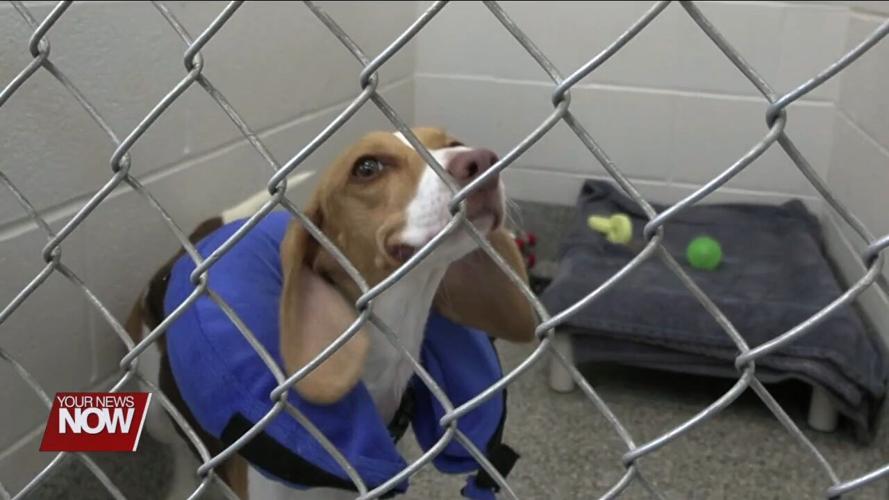 Fundraiser for Van Wert Humane Society and Ronald McDonald House ...