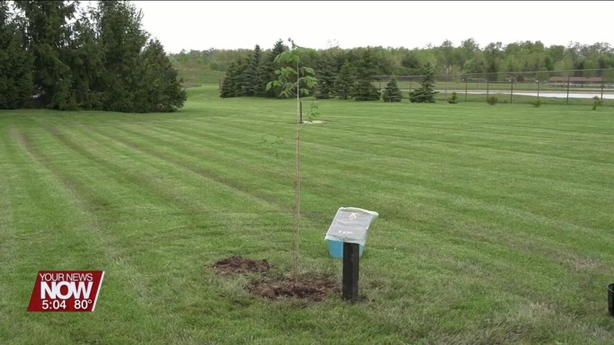 Hackberry tree planted at Ottawa Metro Park commemorates the 75th ...