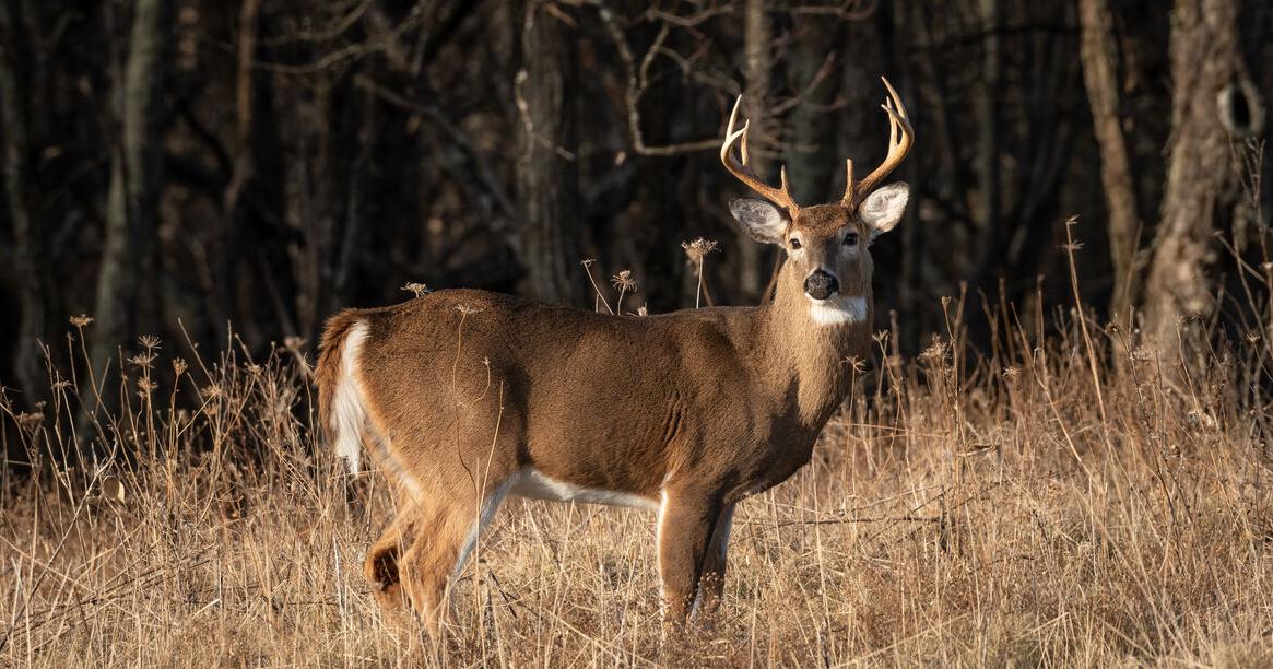 ODNR: Renew your Ohio hunting or fishing license today | News ...