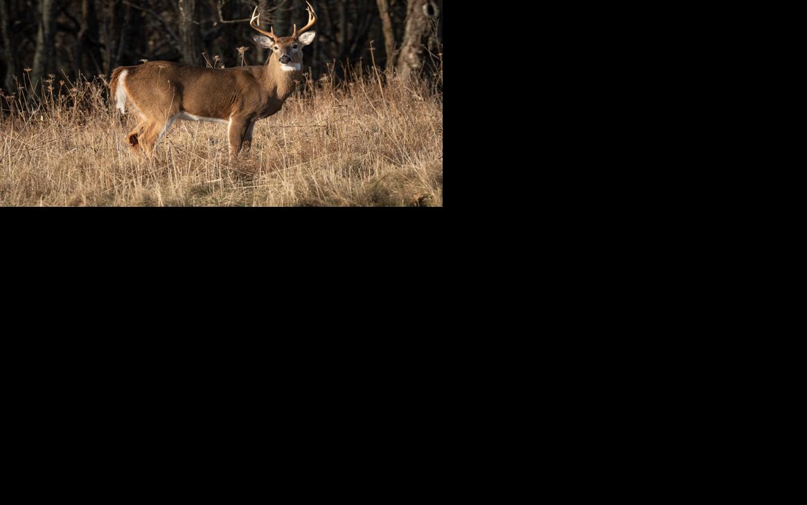 ODNR: Renew your Ohio hunting or fishing license today | News ...