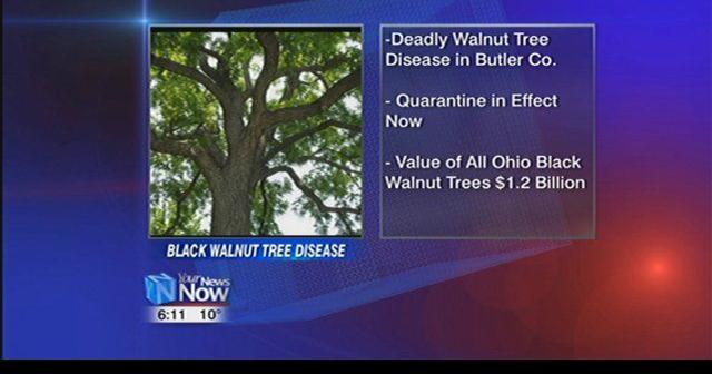 Black Walnut Tree Disease | News | hometownstations.com