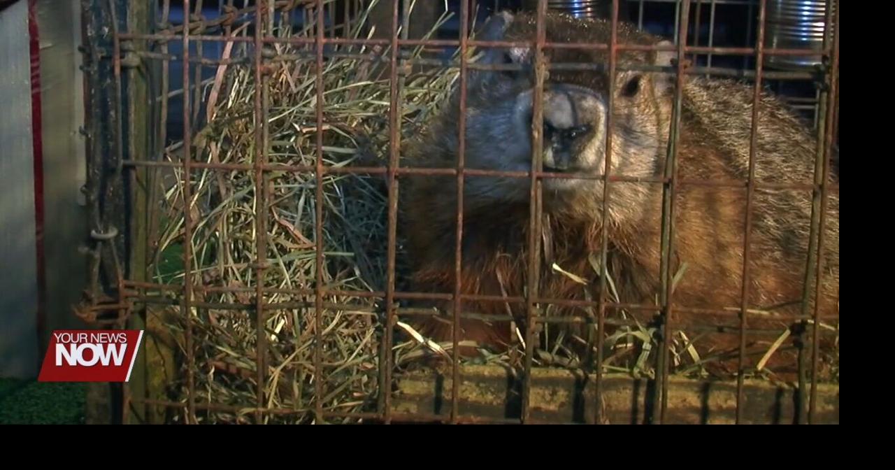The Lima Rotary Club hears about Buckeye Chuck as Groundhog Day ...