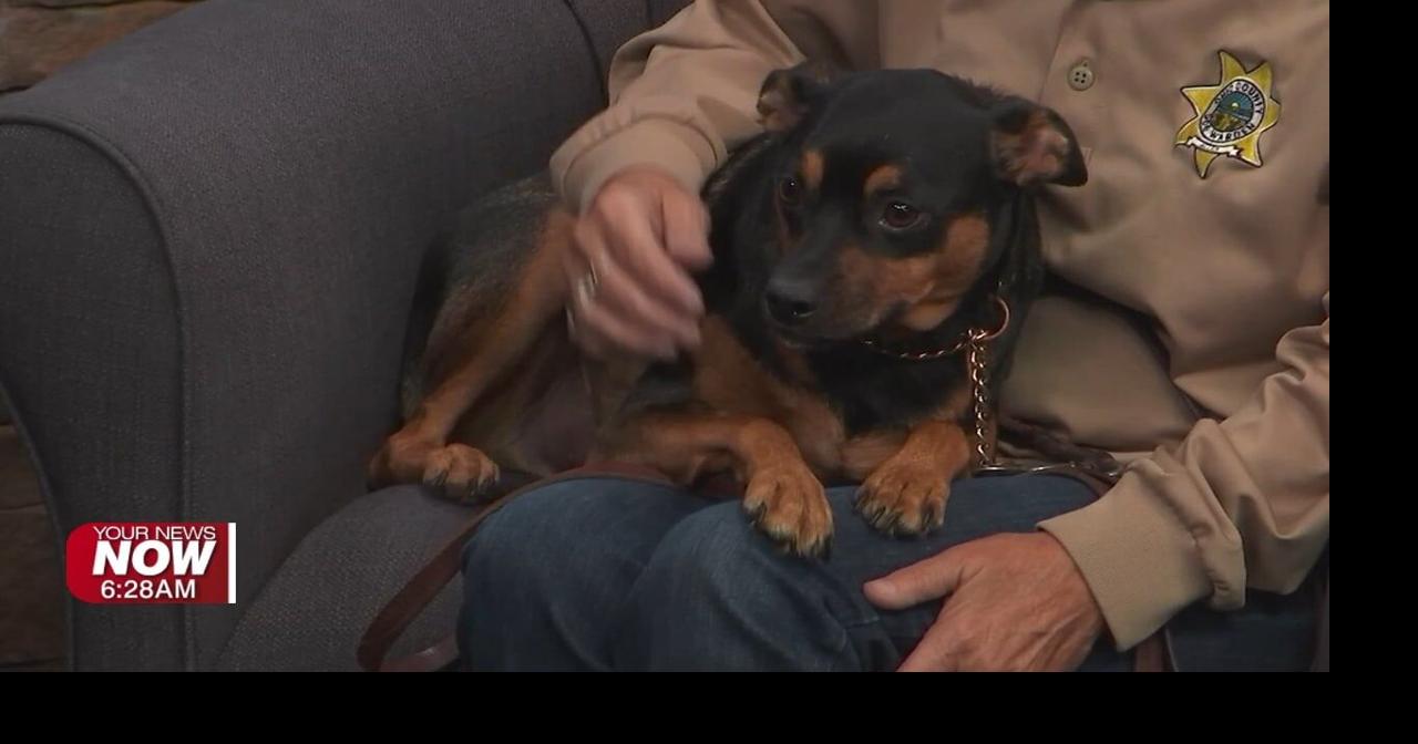 Pet of the Week - Barney the dog looking for a new home | First Edition | hometownstations.com