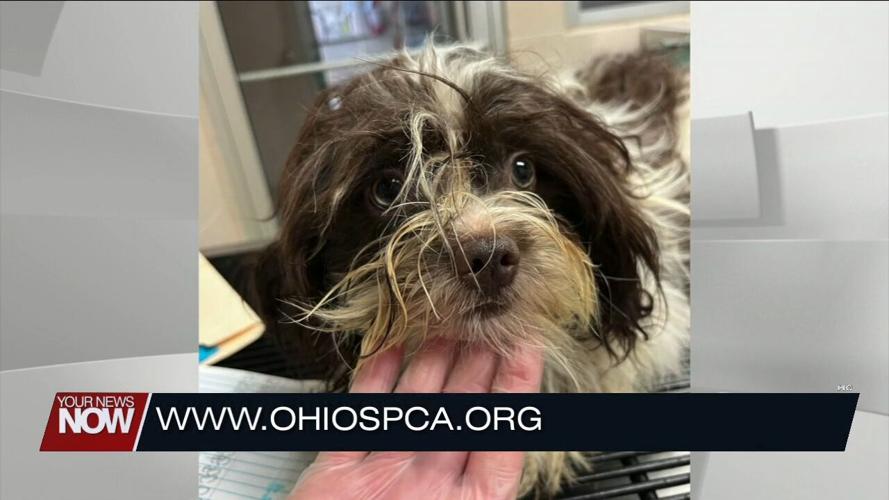 Ohio SPCA asking for donations to help treat 23 rescued Shih Tzus that ...