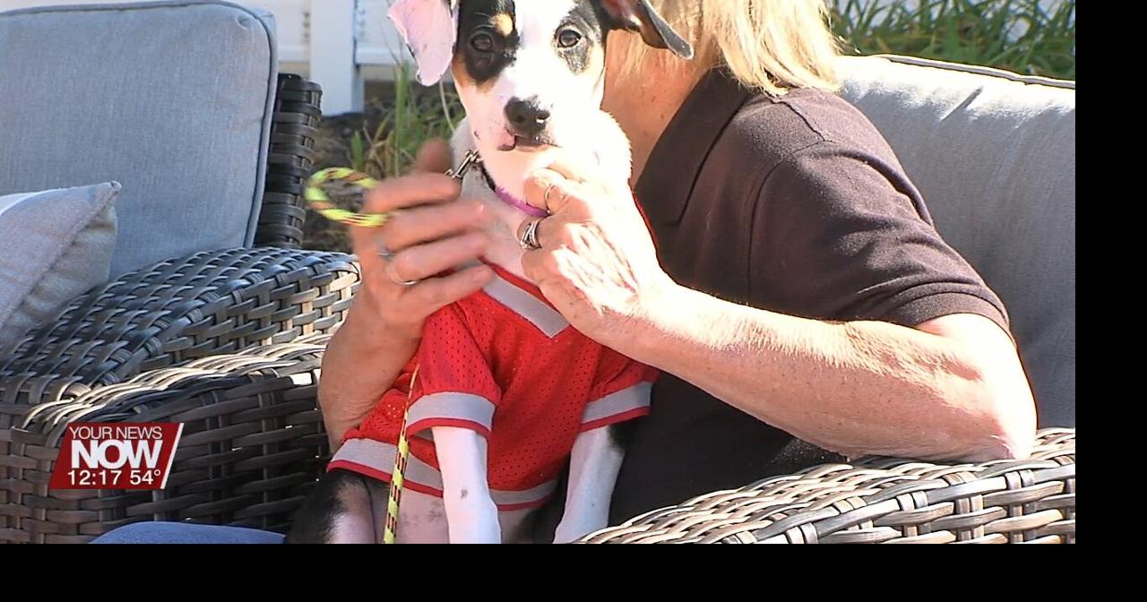 Deb's Dogs | | hometownstations.com