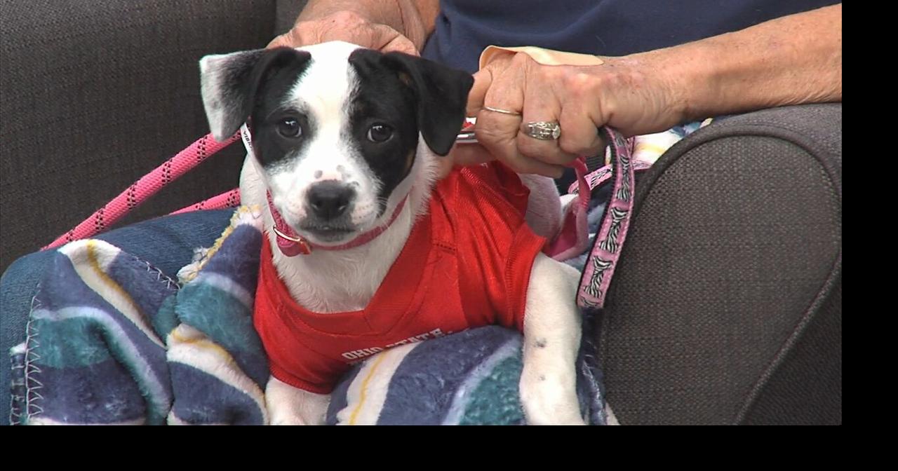 Deb's Dogs | | hometownstations.com