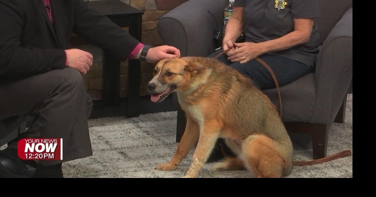 Dog warden brings in a new adoptable pet and has pet owner tips | News ...