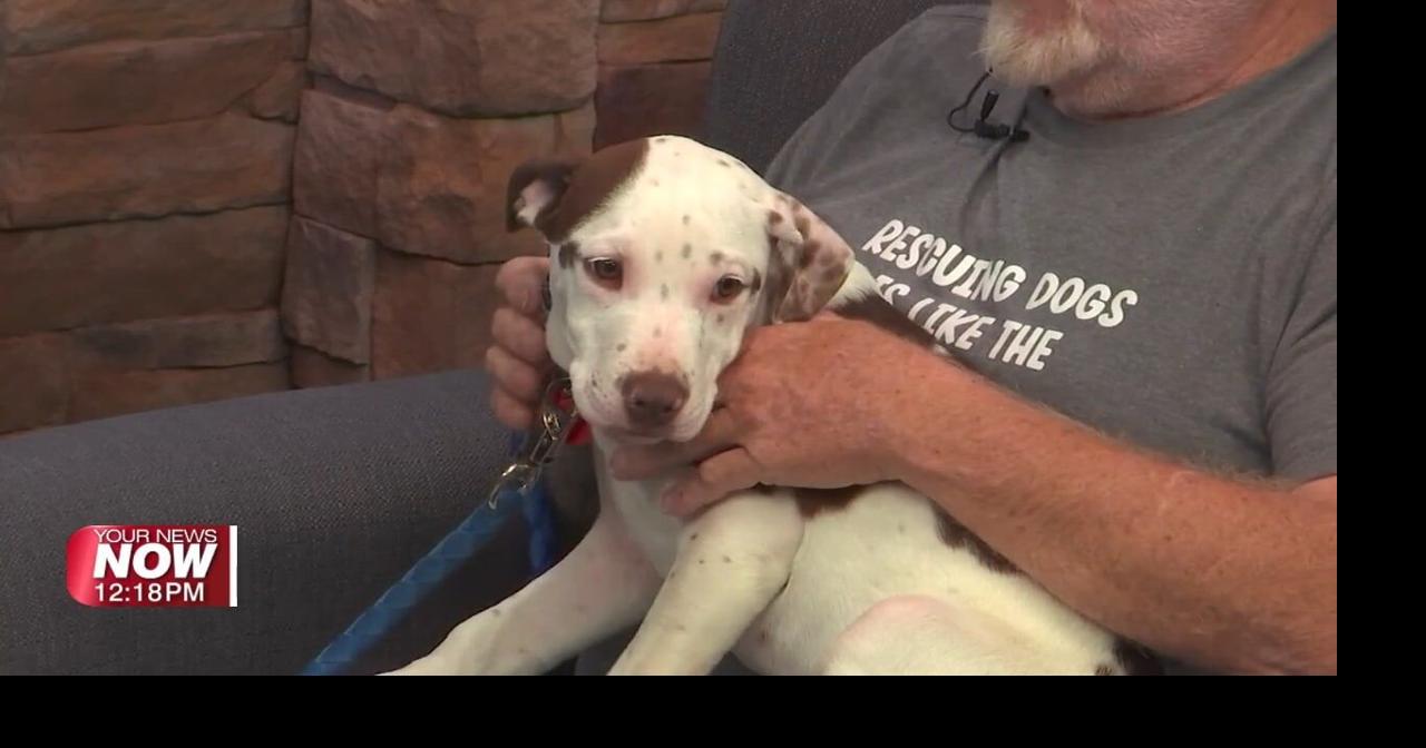 All Starr Pets brings in some of their adoptable dogs | Noon Edition ...