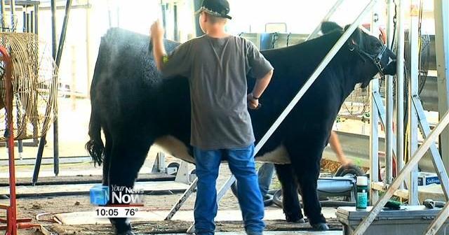 Cow Grooming Competition | News | hometownstations.com