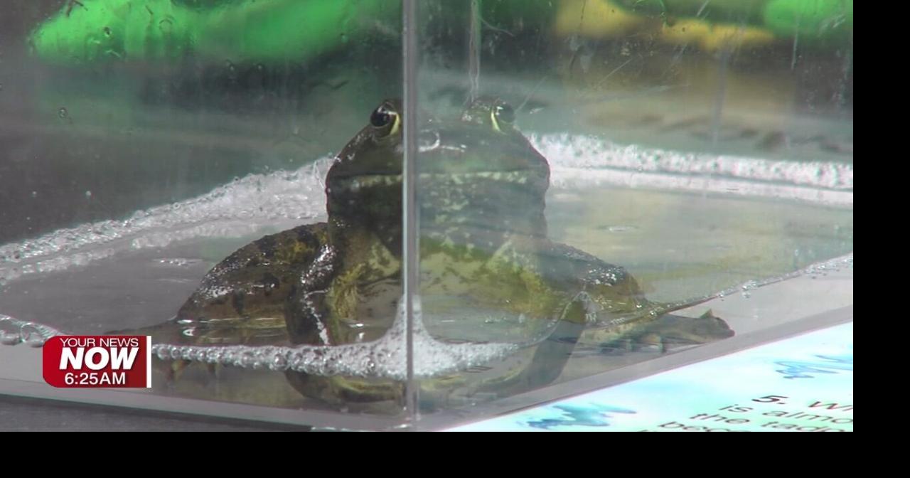 JAMPD tells us all about the American bullfrog | First Edition ...